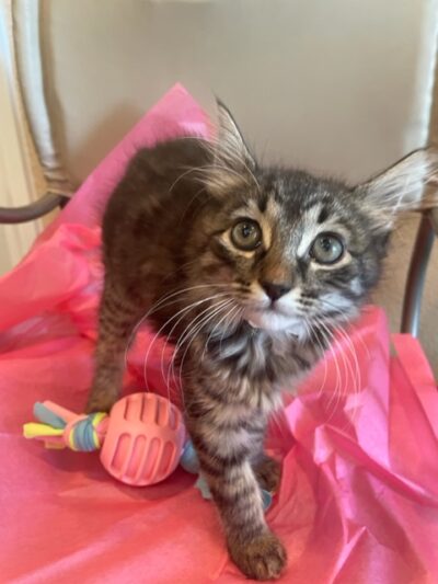 Twiddle – Female DLH 12 Weeks – Foreclosed Upon Pets, Inc.