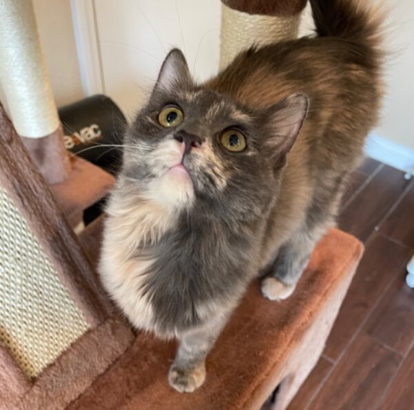 Marissa – Female DMH Dilute Tortie 18 Weeks – Foreclosed Upon Pets, Inc.