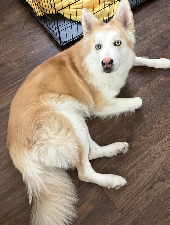 Freddie – Male Husky Mix 5 Years – Foreclosed Upon Pets, Inc.